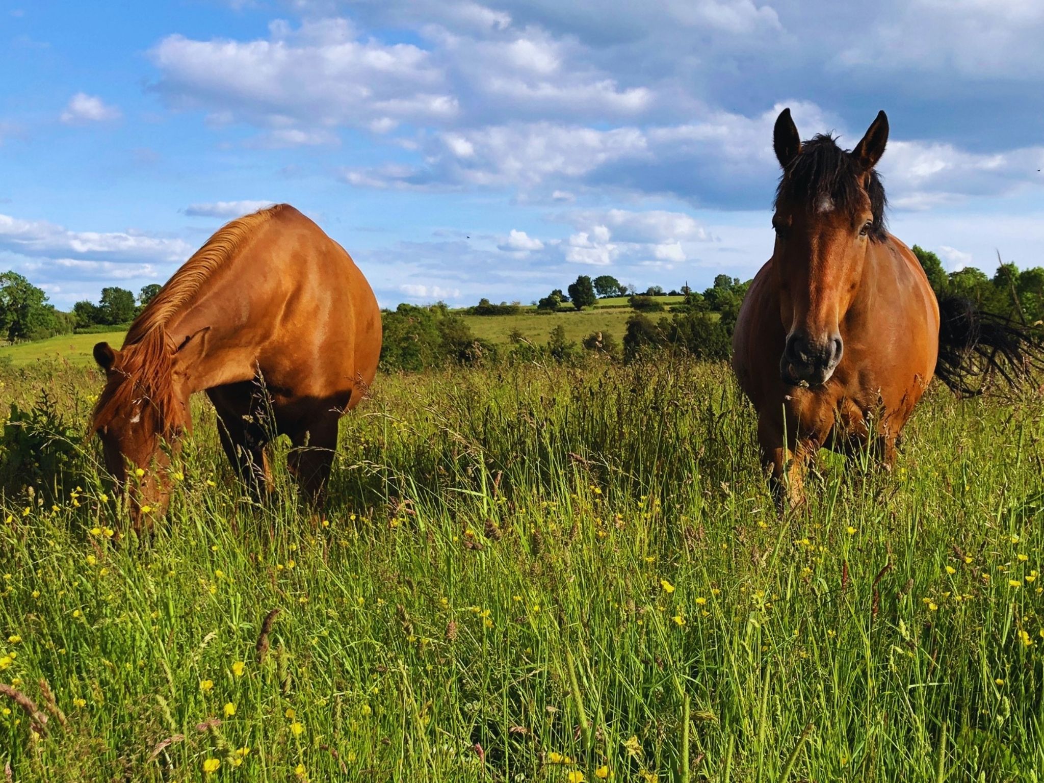 Horses In The Summer