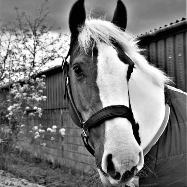 Radway Equestrian Centre – The Horse Life